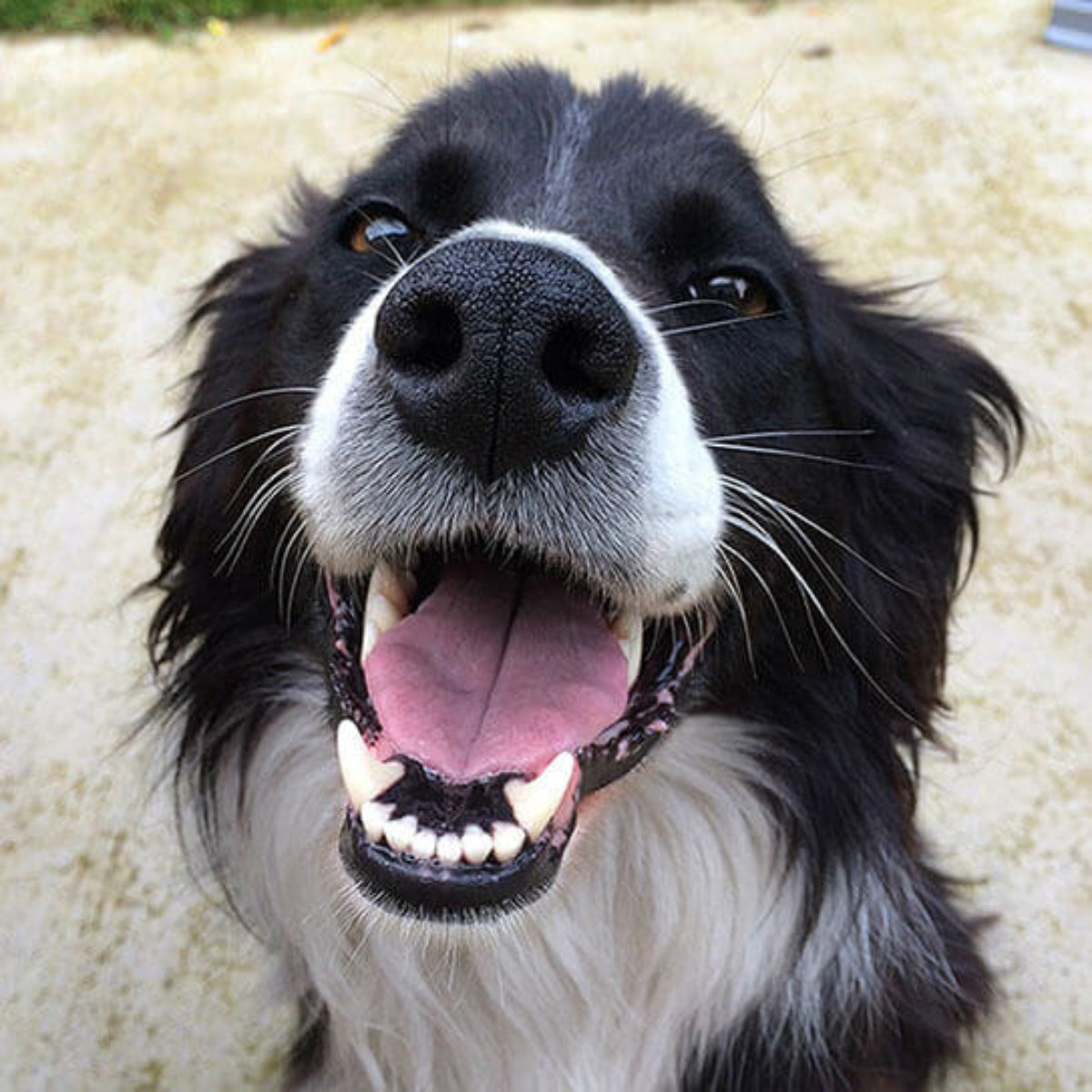 Smiling Animal Teeth